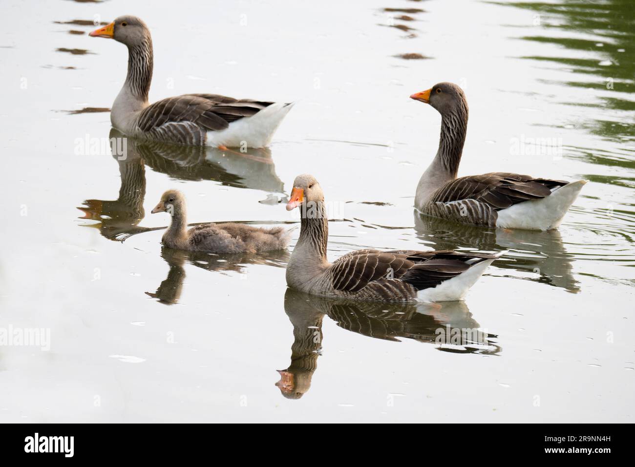 This handsome family of Canada Geese and goslings is swimming by the ...