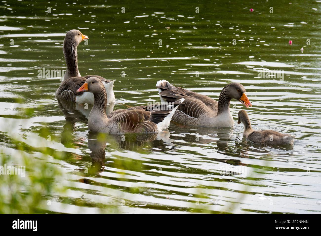 This handsome family of Canada Geese and goslings is swimming by the ...