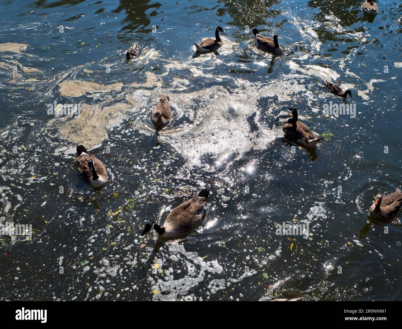 Large flock of Canada Geese congregating on a stagnant backwater of the ...