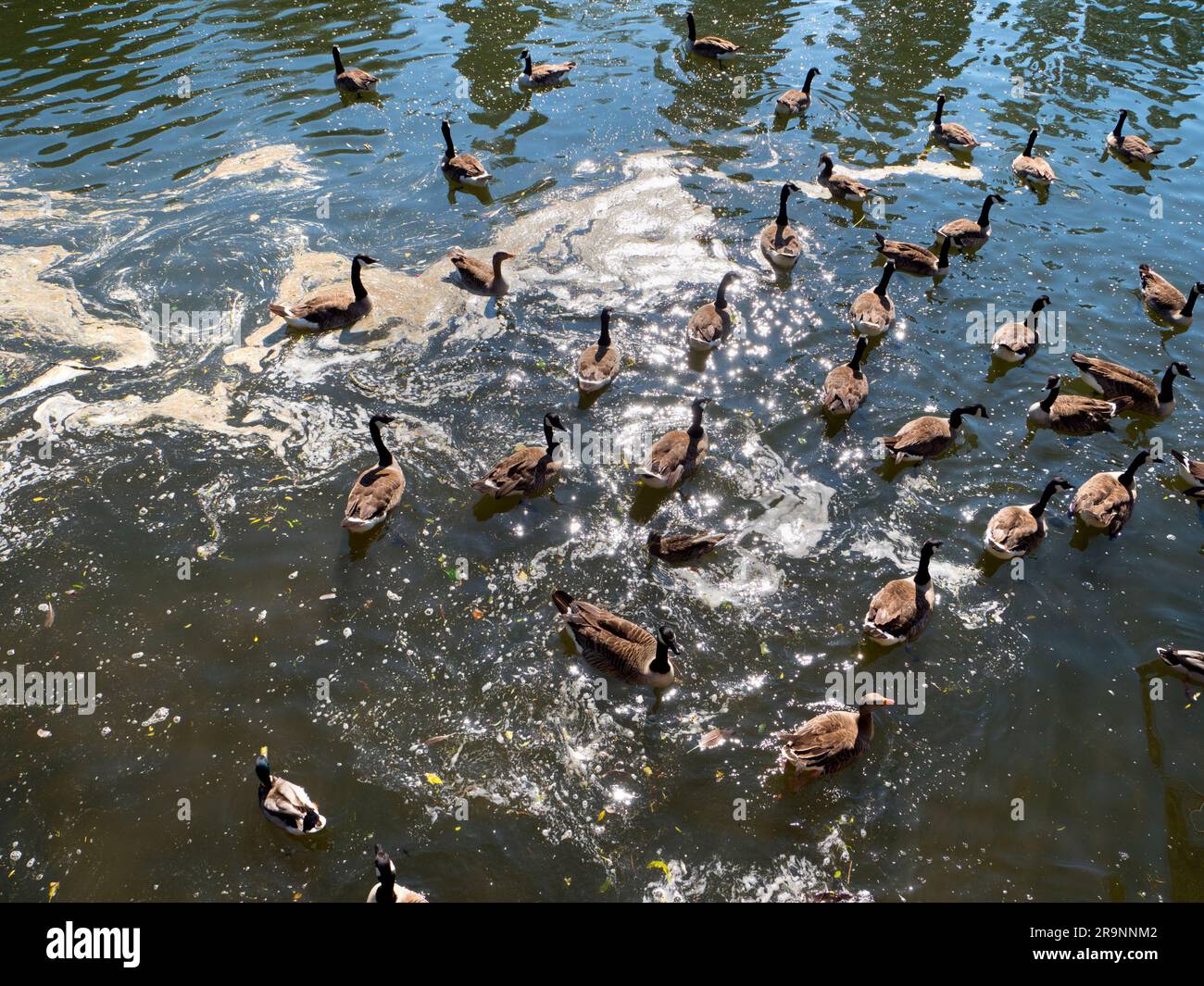 Large flock of Canada Geese congregating on a stagnant backwater of the ...