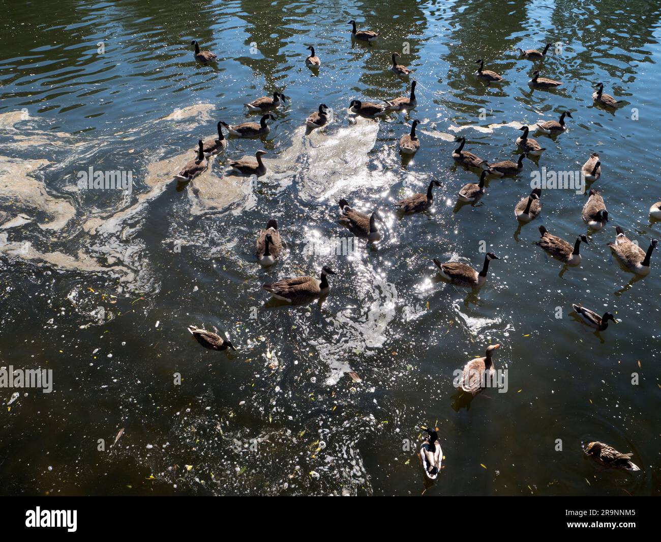Large flock of Canada Geese congregating on a stagnant backwater of the ...