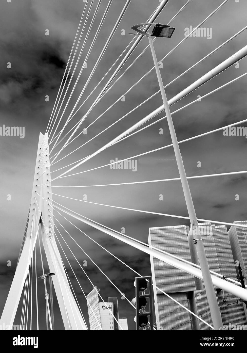 Named after the great renaissance Dutch philosopher and humanist ...