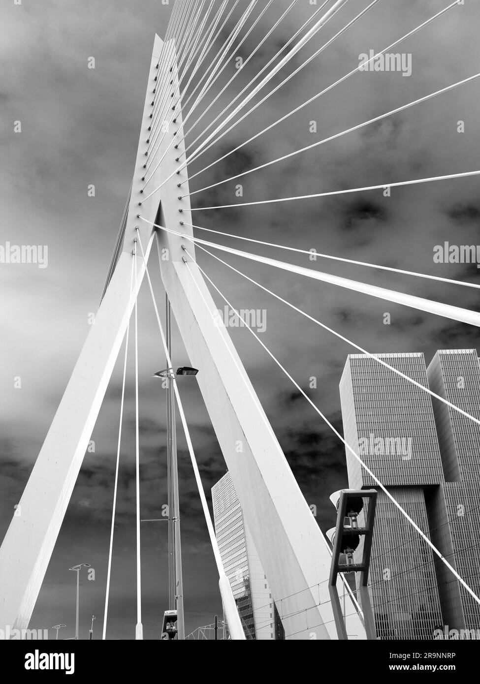 Named after the great renaissance Dutch philosopher and humanist ...