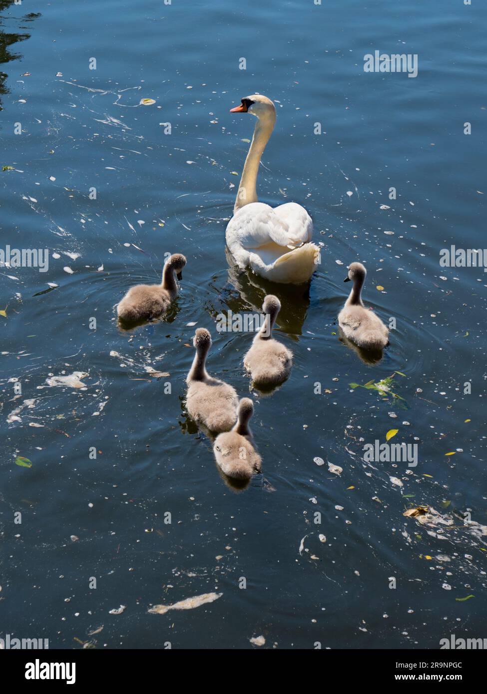 Saint Helen's Wharf is a noted beauty spot on the River Thames, just ...