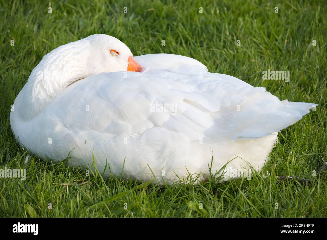 Sleeping white goose by the Thames at Abingdon. What is for sure is ...