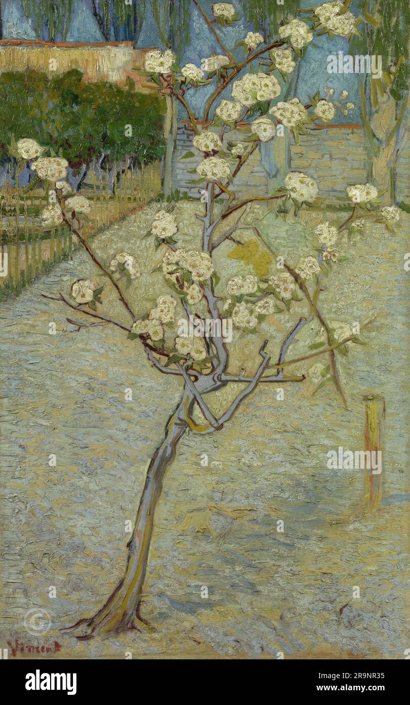 Vincent van Gogh – Blossoming Pear Tree 1888 Stock Photo - Alamy