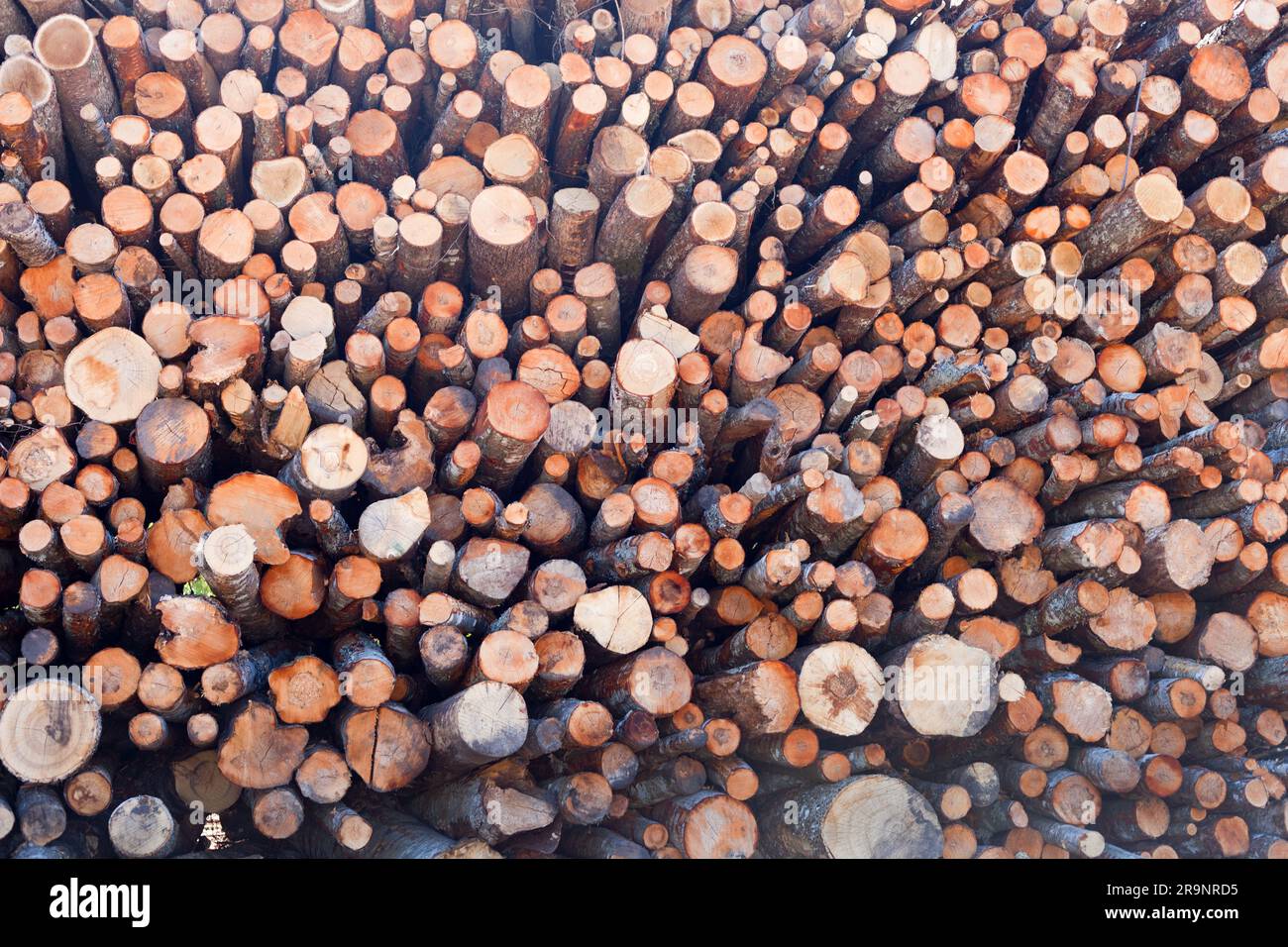 Cross section tree trunks background. Decoration of cutting tree ...