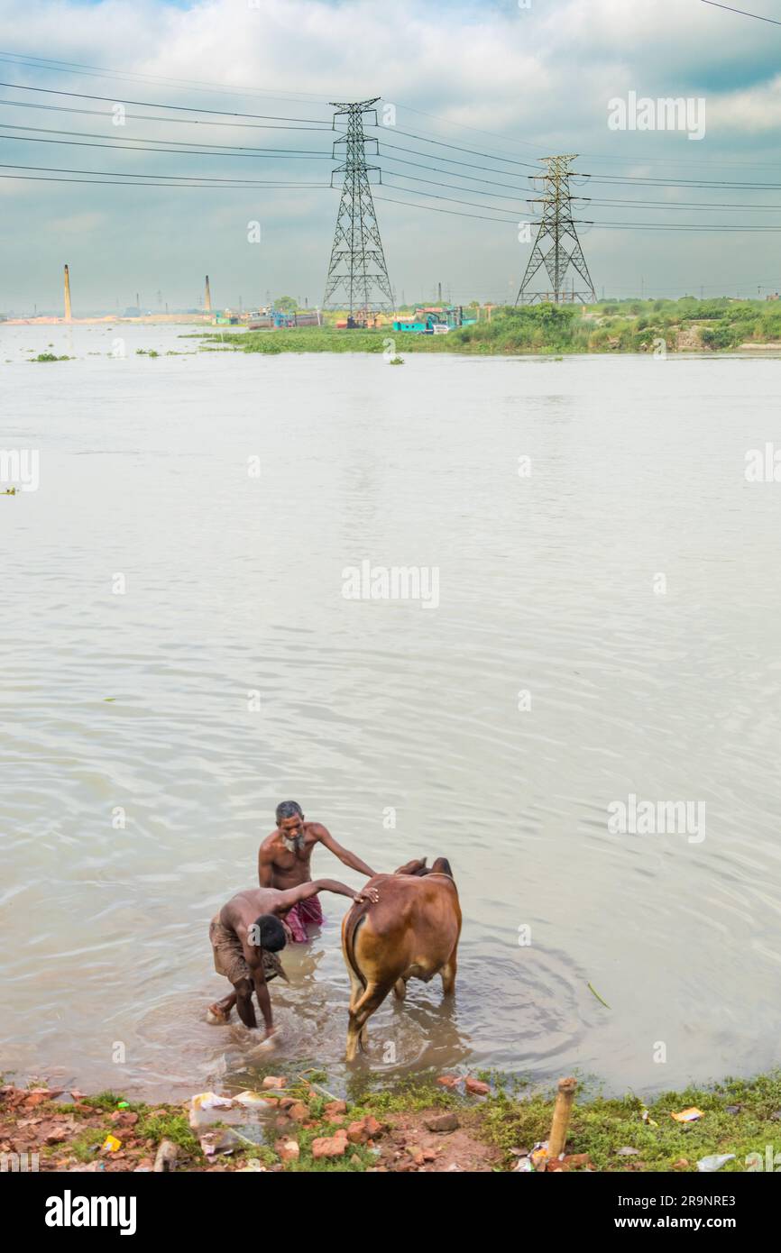 Eid ul adha activity. Farmers are bathing the cow in the river. This ...