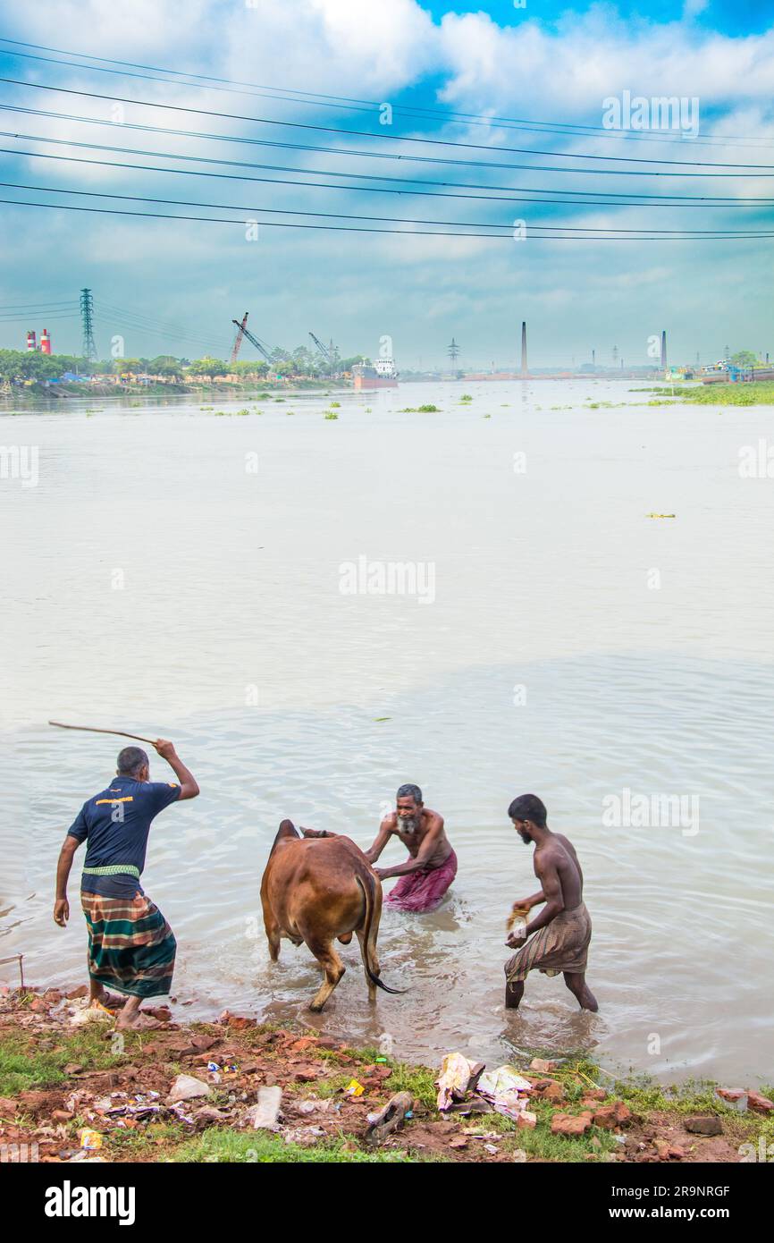 Eid ul adha activity. Farmers are bathing the cow in the river. This ...