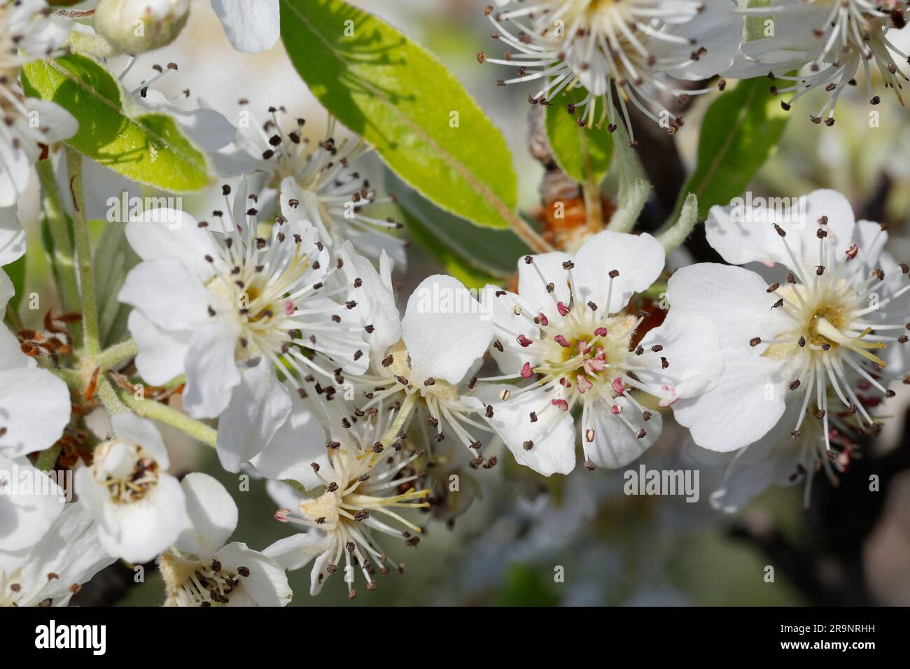 Mandelblättrige Birne, Dornige Birne, Pyrus spinosa, Pyrus ...