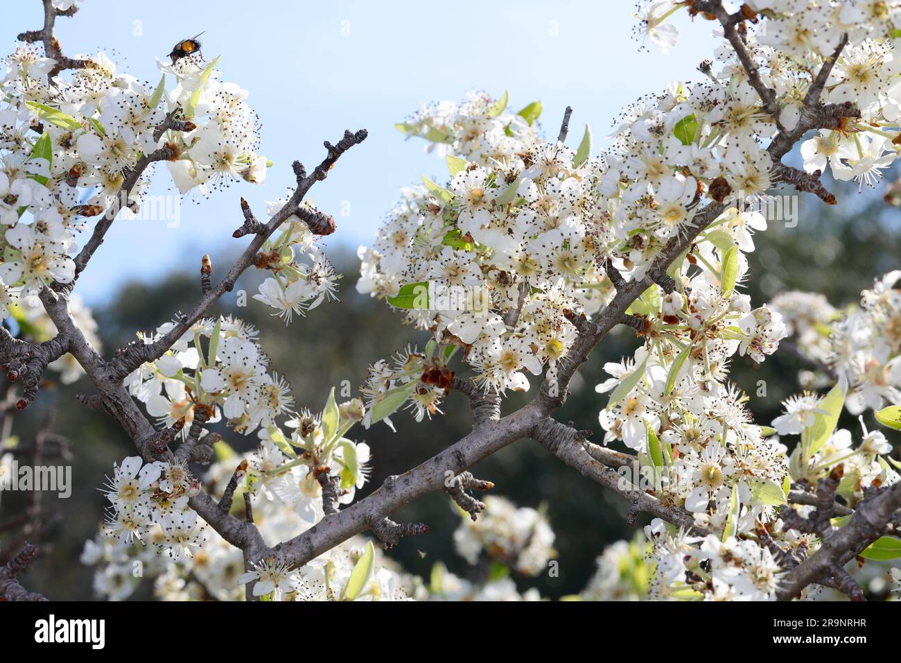 Mandelblättrige Birne, Dornige Birne, Pyrus spinosa, Pyrus ...