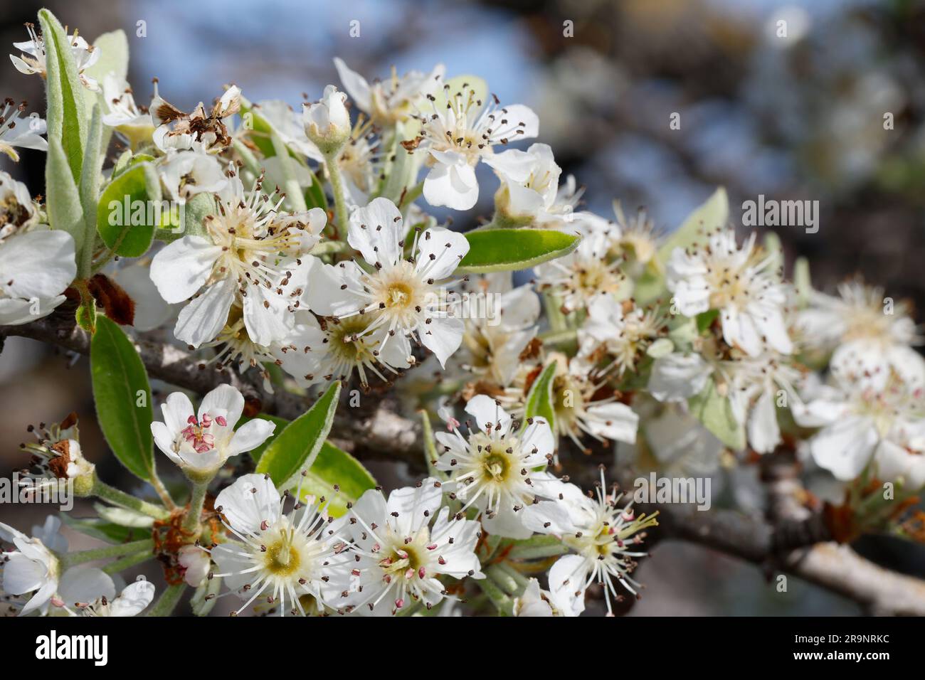 Mandelblättrige Birne, Dornige Birne, Pyrus spinosa, Pyrus ...