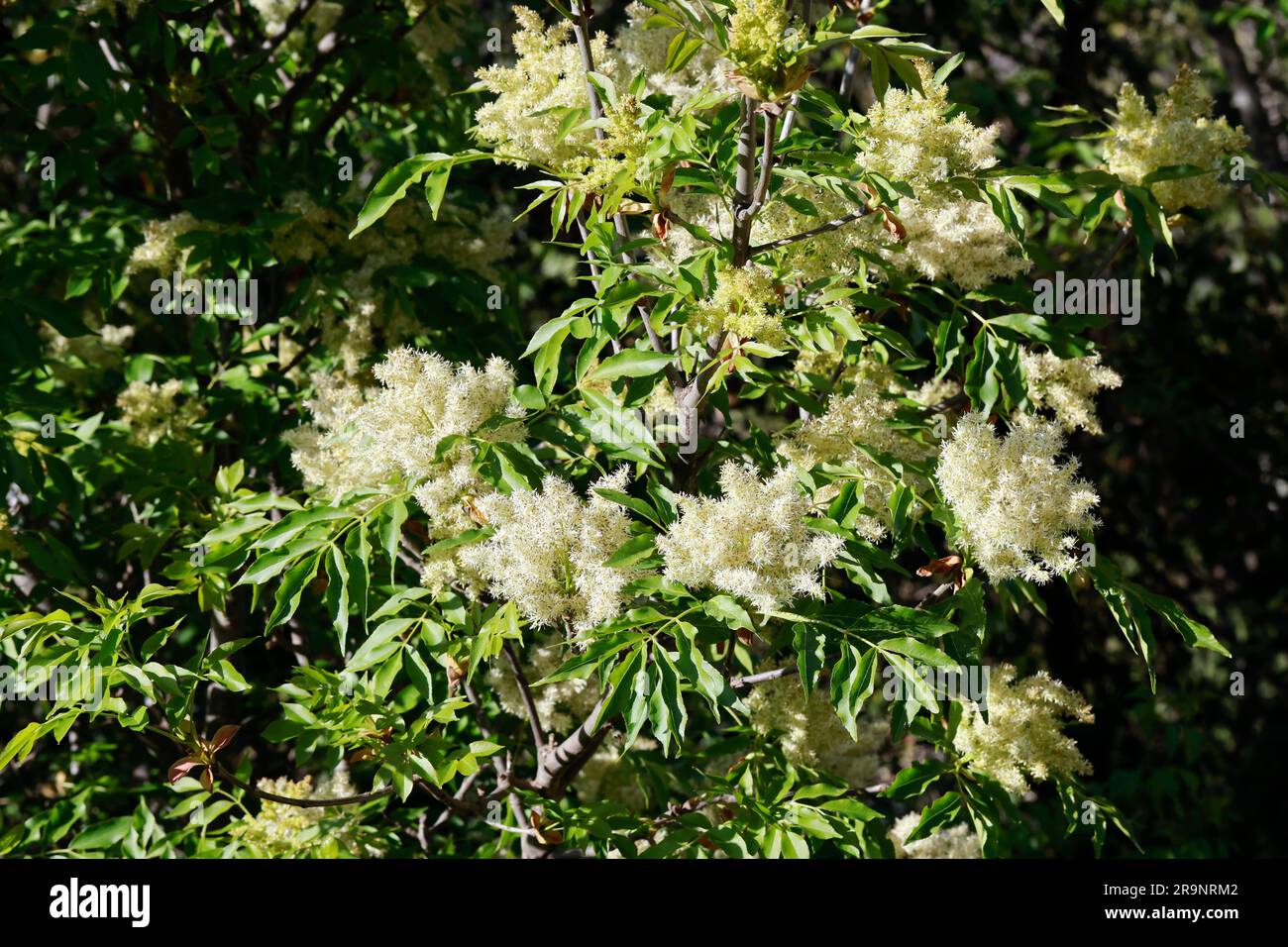 Manna-Esche, Mannaesche, Blumen-Esche, Schmuckesche Fraxinus ornus ...
