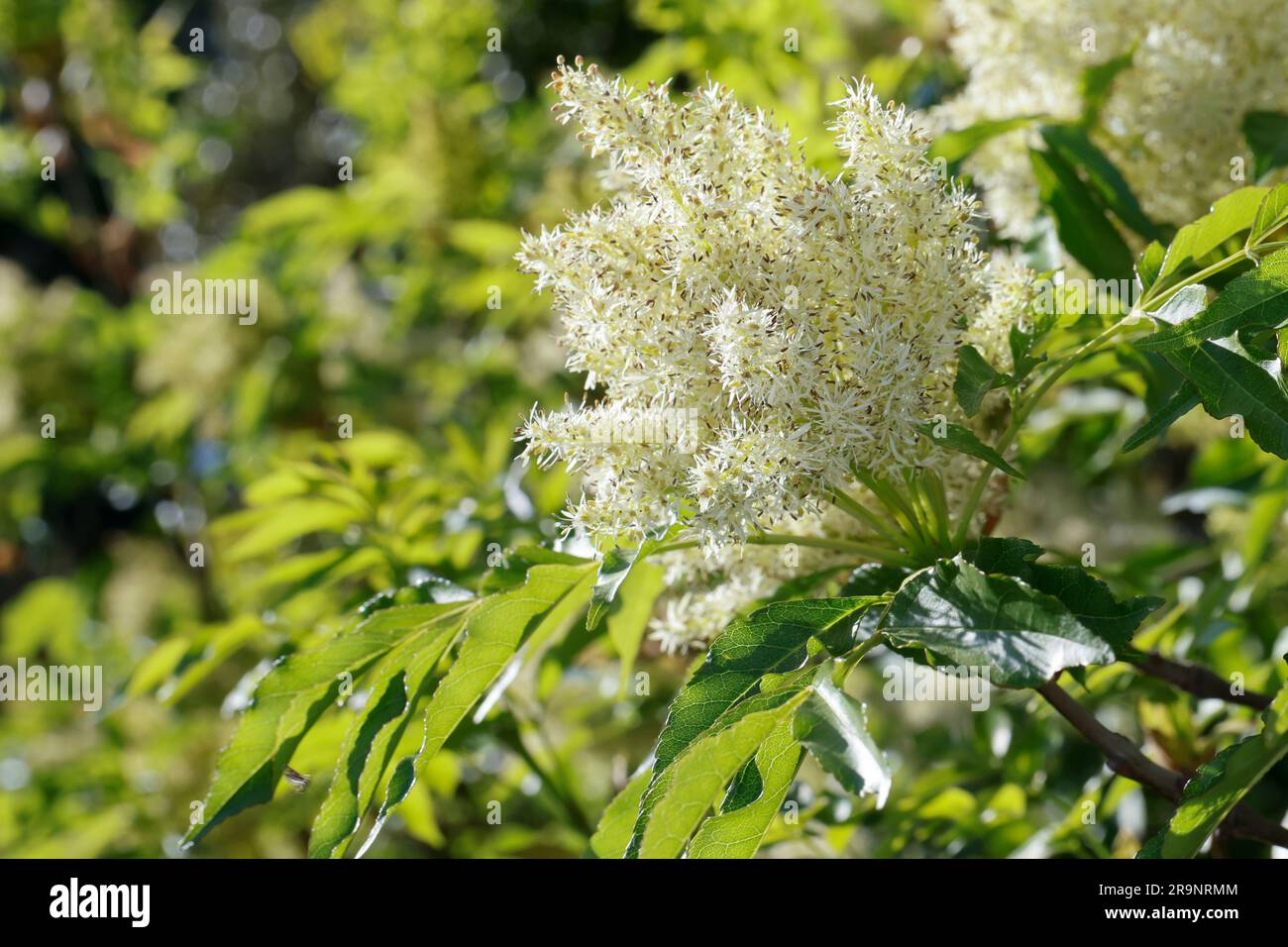 Fraxinus ornus mannaesche hi-res stock photography and images - Alamy