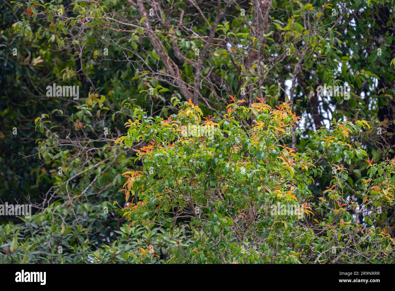 Beautiful tree branches with green leaves on forest background Stock ...