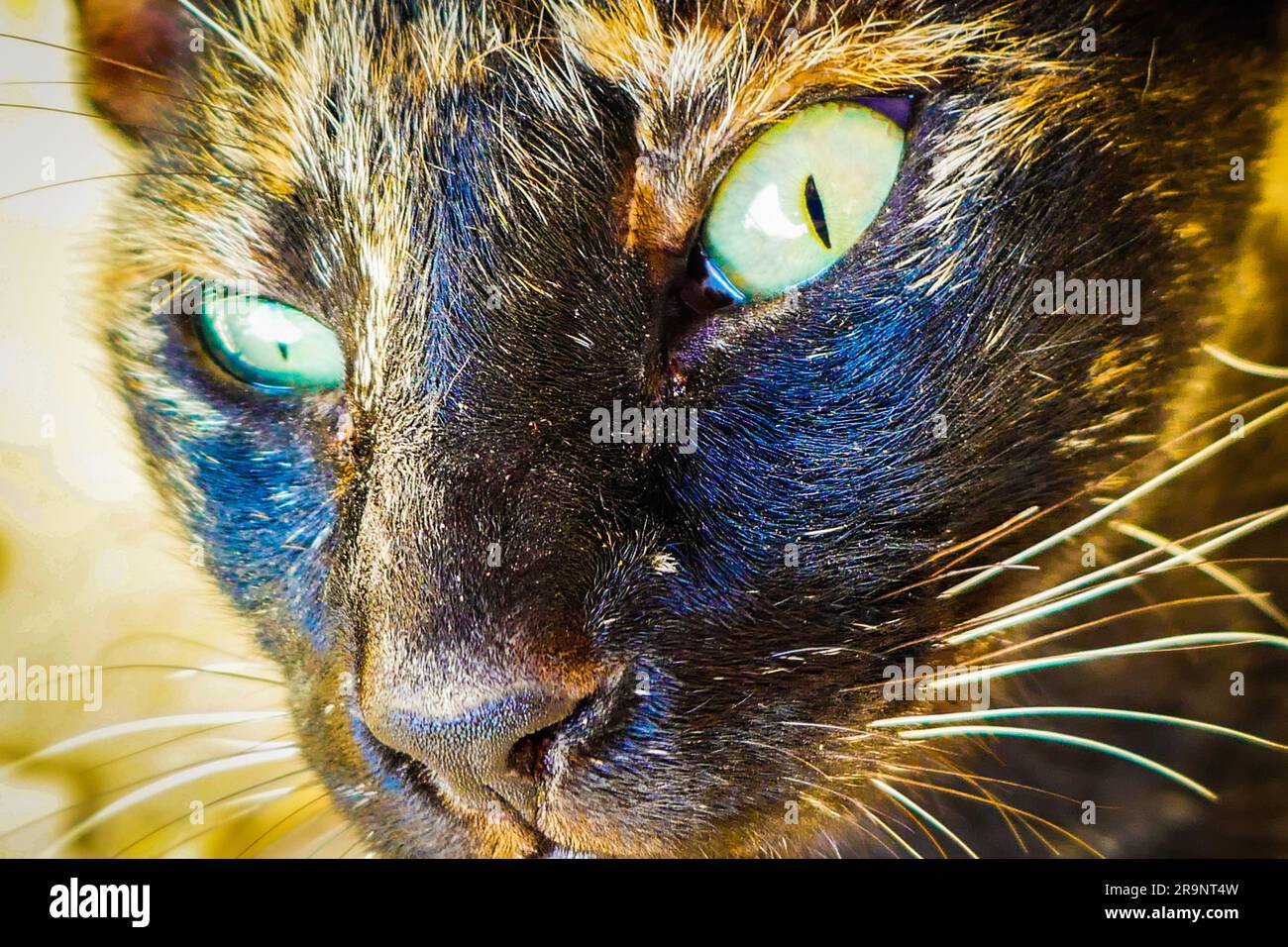 A tortoiseshell cat gazing inquisitively with big eyes in an exotic ...