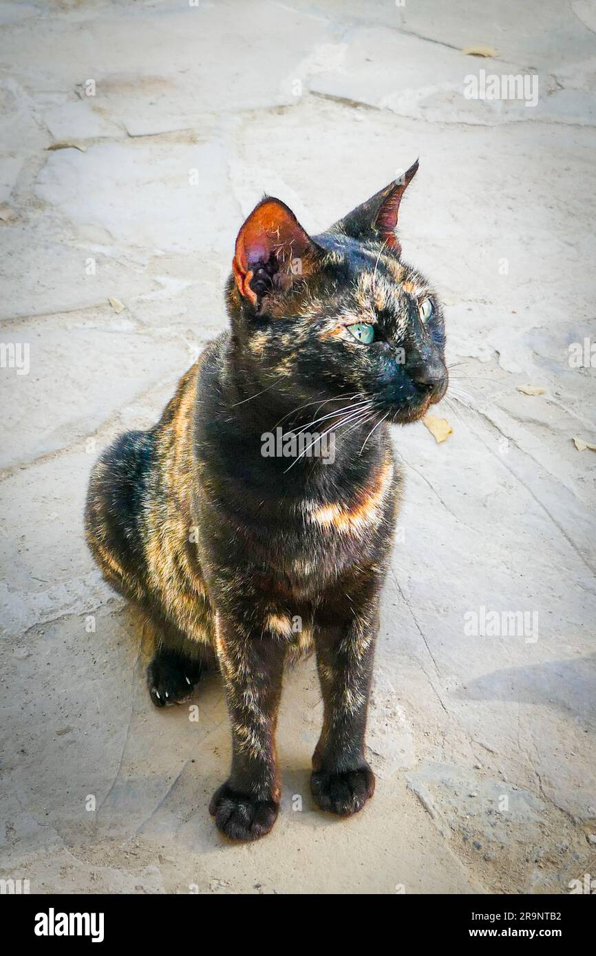 A tortoiseshell cat gazing inquisitively with big eyes in an exotic ...