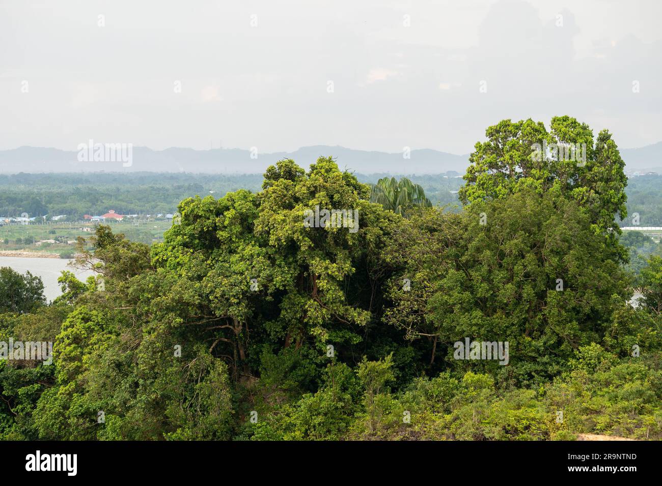 Beautiful trees on background high mountains. Lush green tropical ...