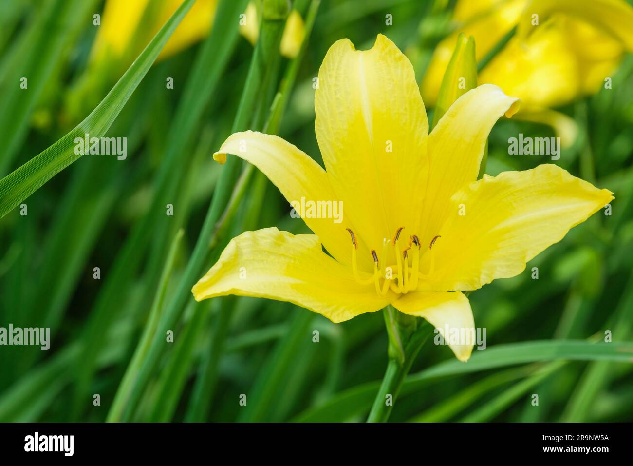 Daylily ‘hyperion’ hi-res stock photography and images - Alamy