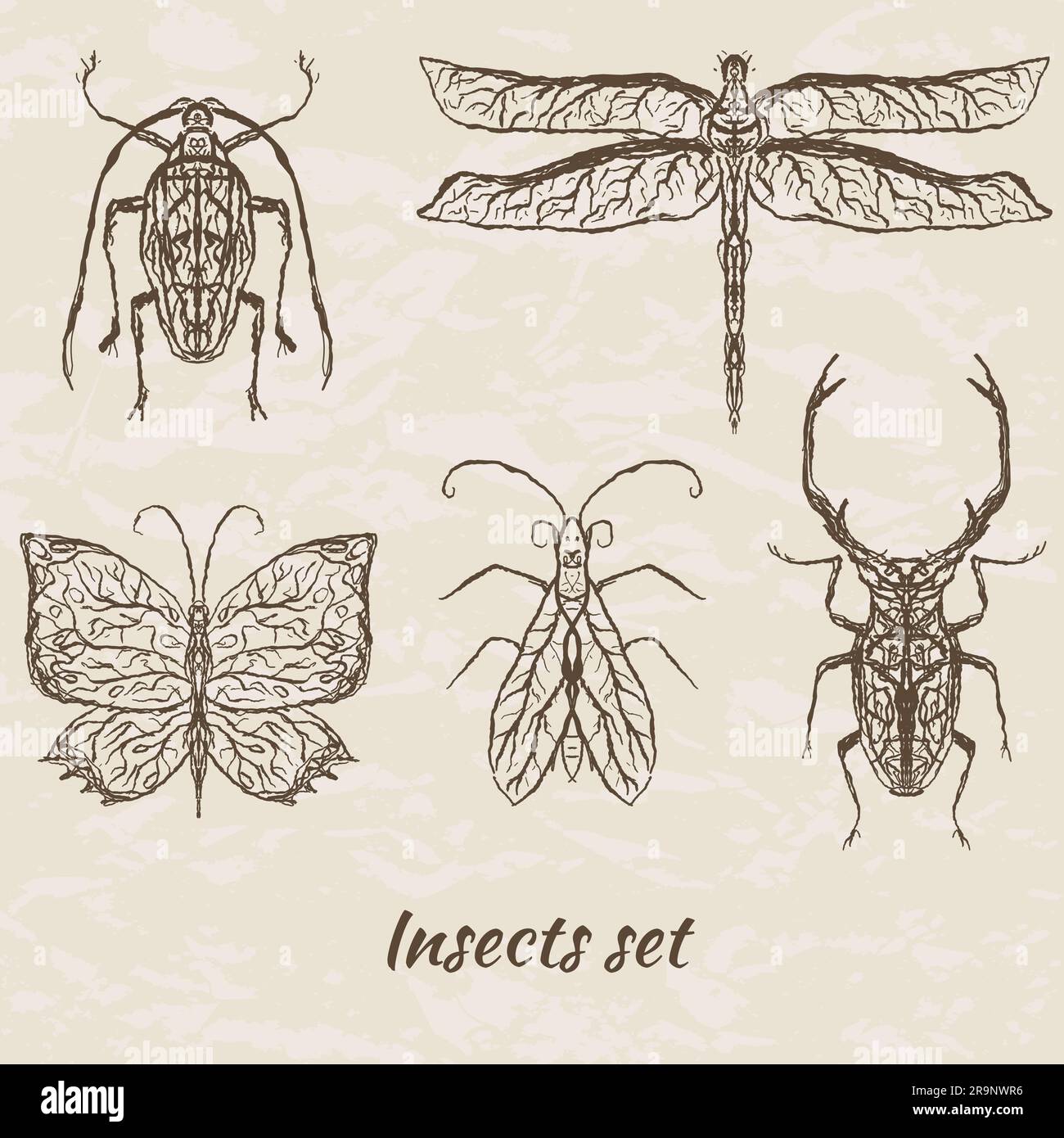 Vector set of abstract insects Stock Vector Image & Art - Alamy