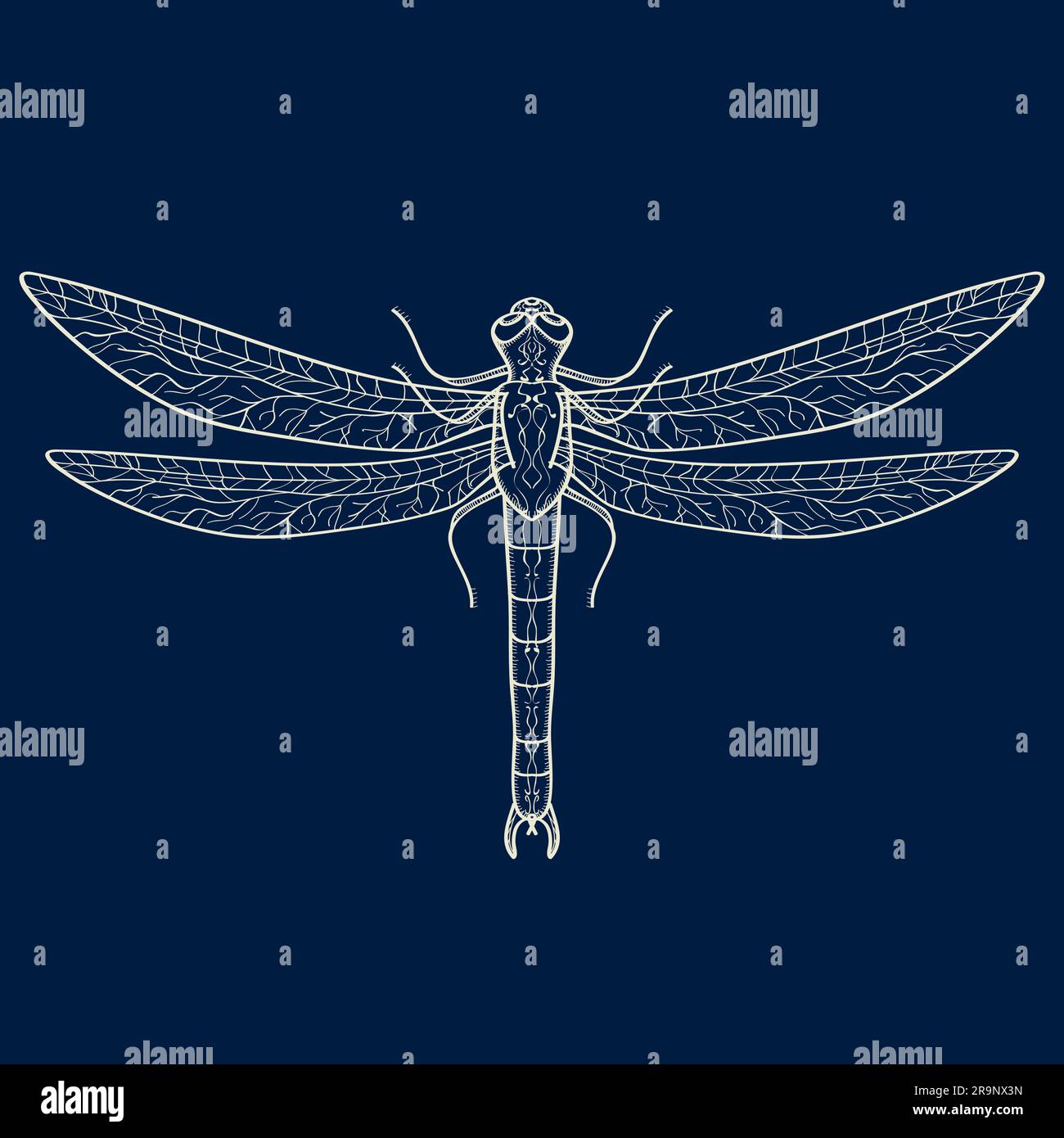 Vector illustration of dragonfly Stock Vector Image & Art - Alamy