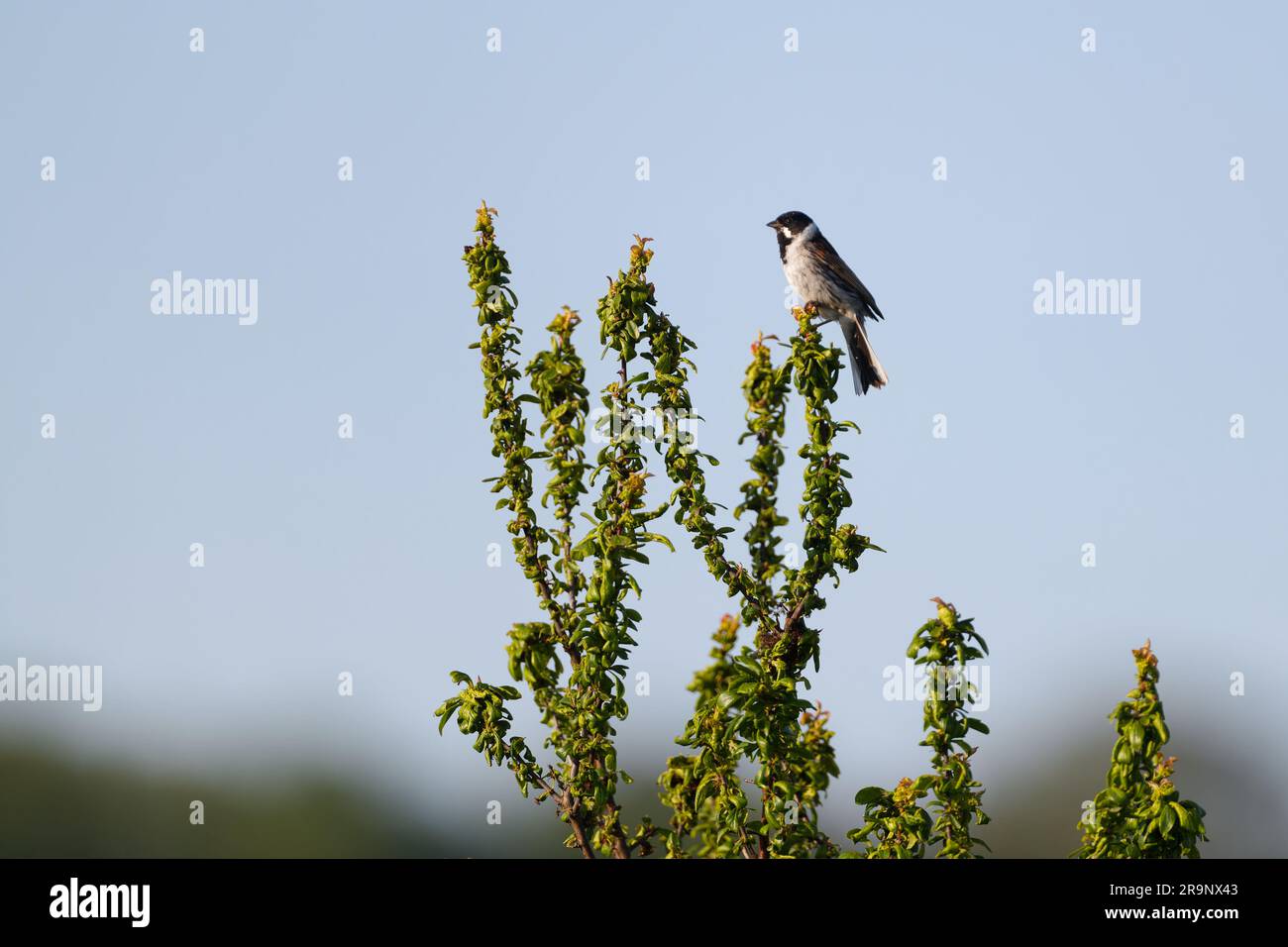 Good morning pretty sunrise hi-res stock photography and images - Alamy
