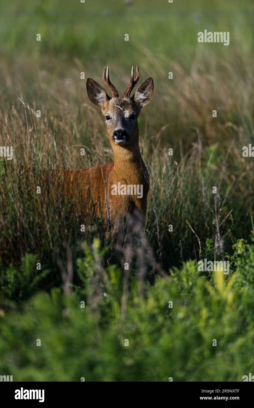 Roe deer in the grass looking sweet really alert from camera and high ...