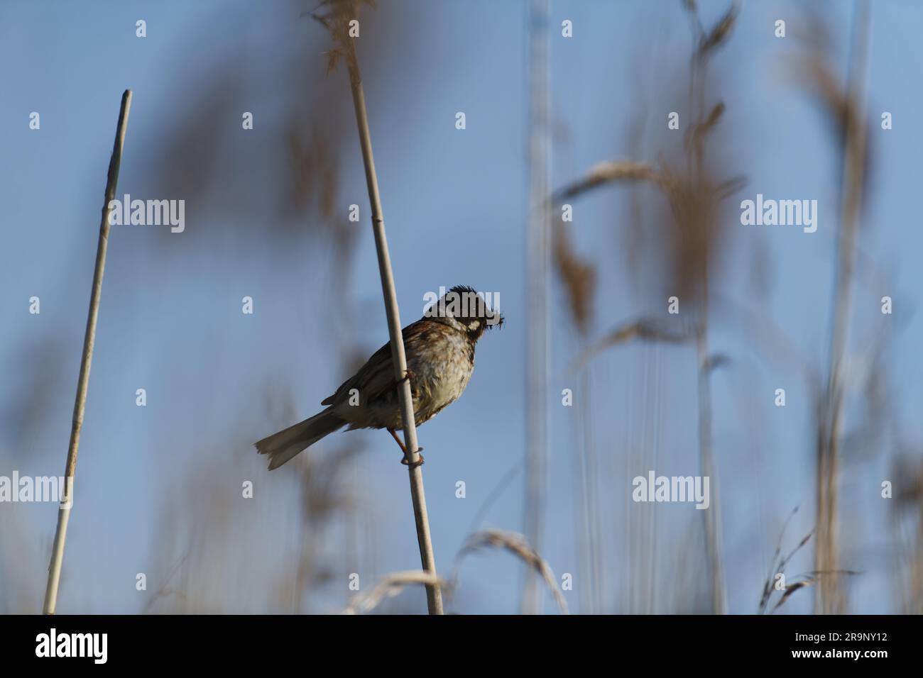 Single reed hi-res stock photography and images - Alamy