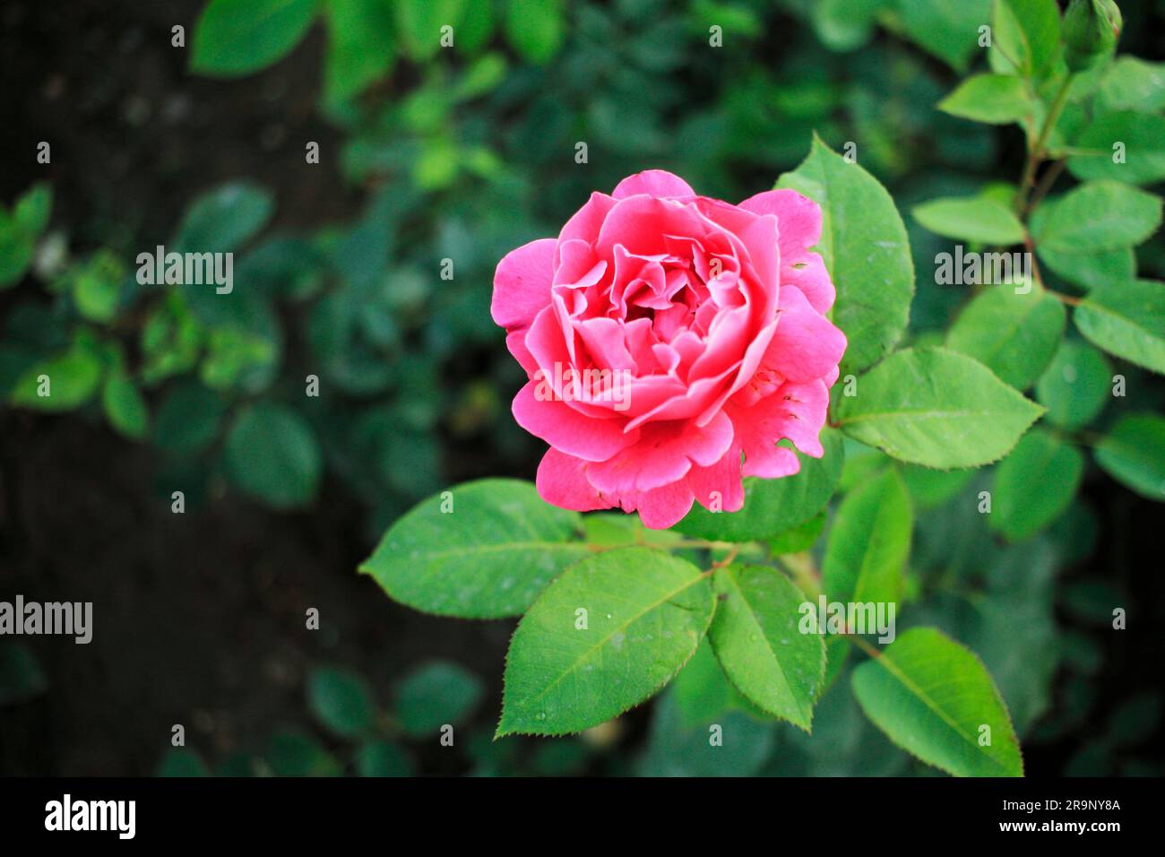A single rose budding in the middle of a garden Stock Photo - Alamy