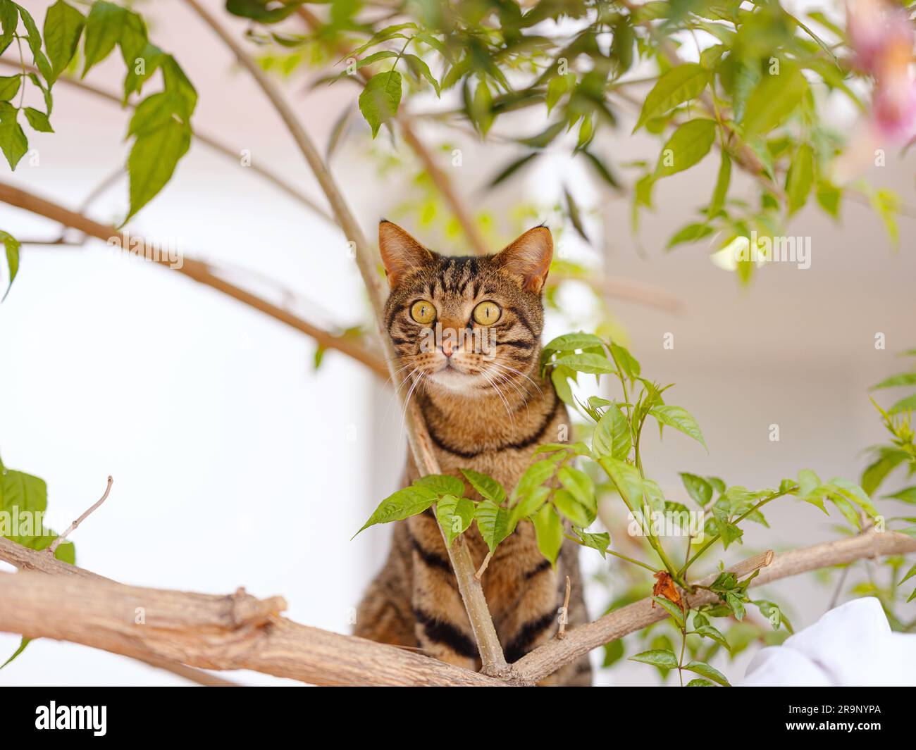 cute tabby cat climbed fence wall over tree in summer garden and looks ...
