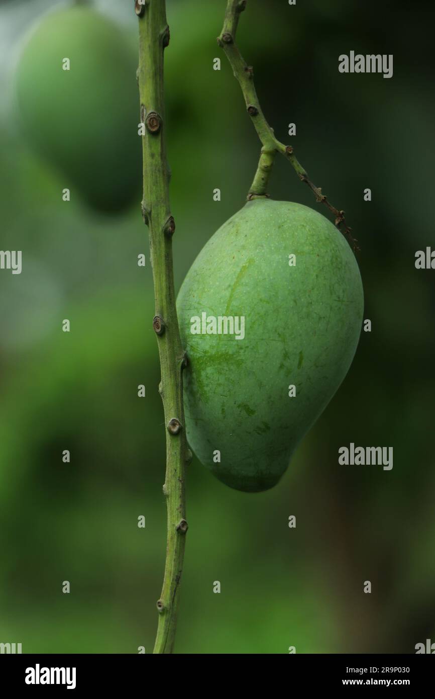 Isolated mango tree hi-res stock photography and images - Alamy