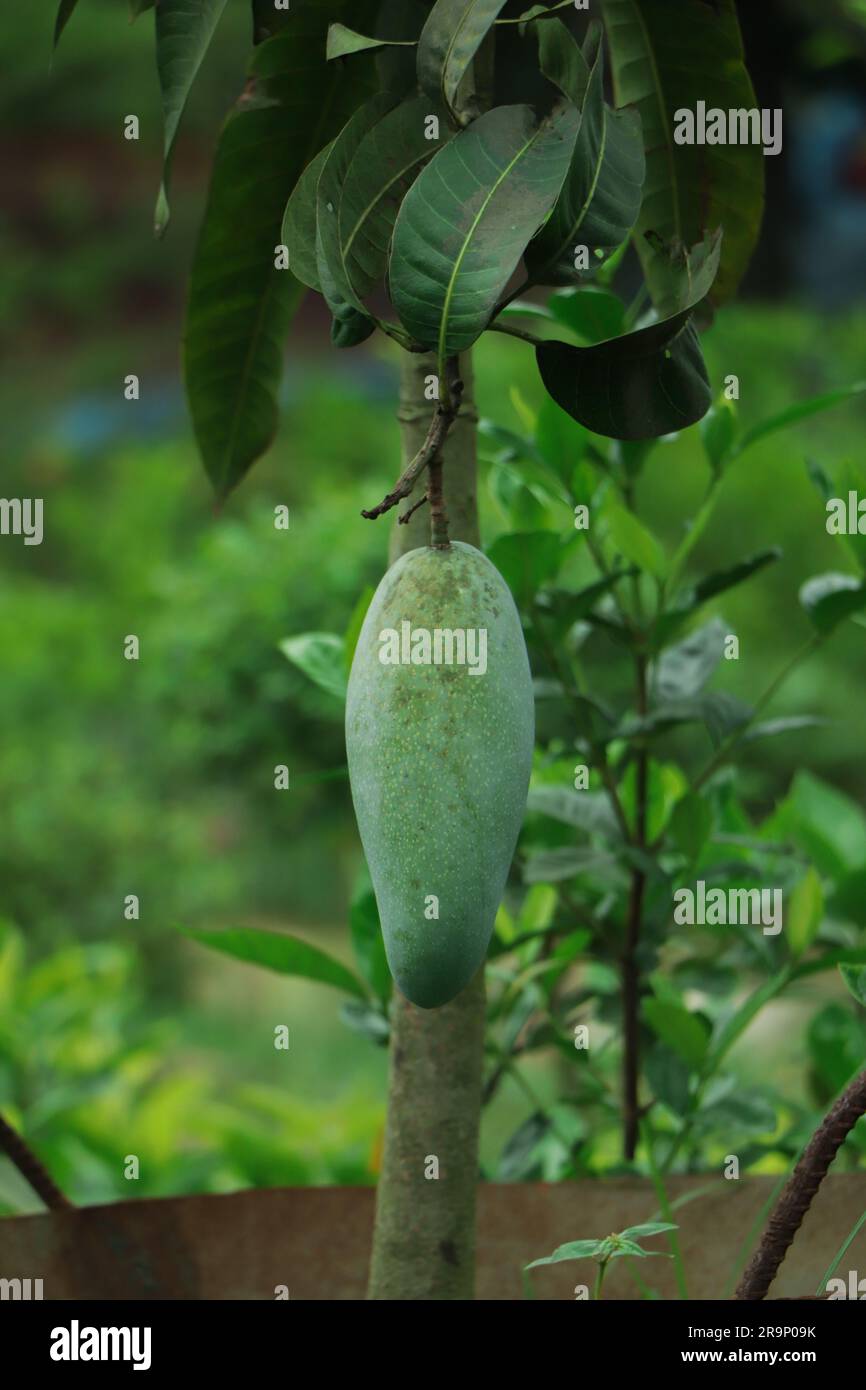 One mango, Mangifera indica, hanging on tree Stock Photo - Alamy