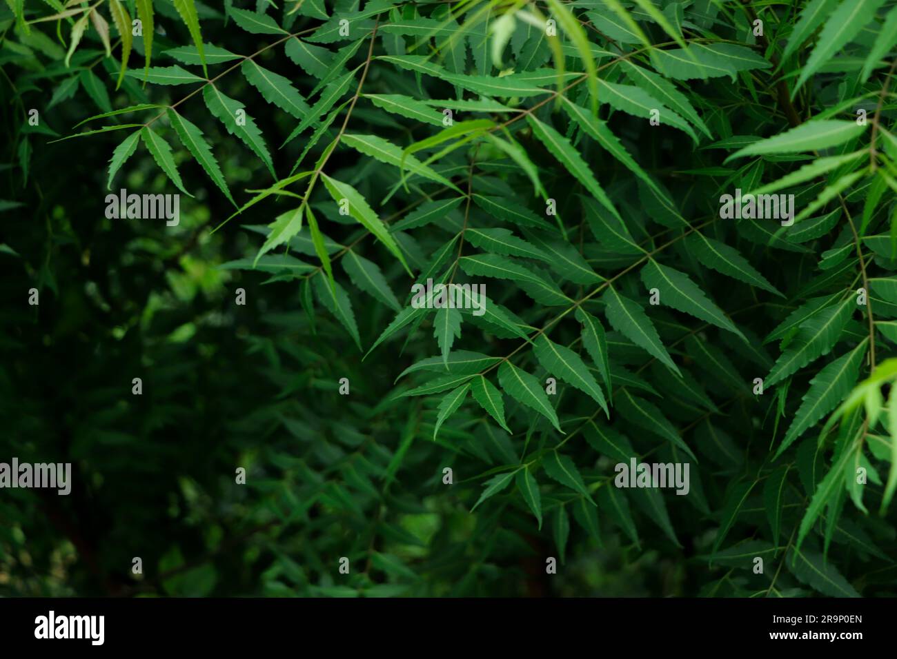 Azadirachta indica - A branch of neem tree leaves. Natural Medicine ...