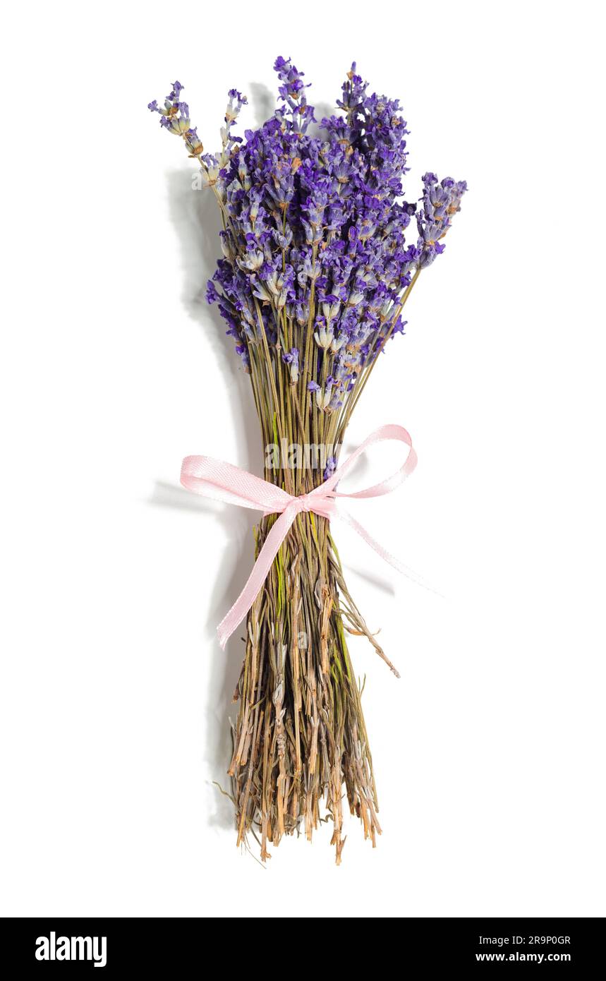 Narrow leaved lavender Cut Out Stock Images & Pictures - Alamy
