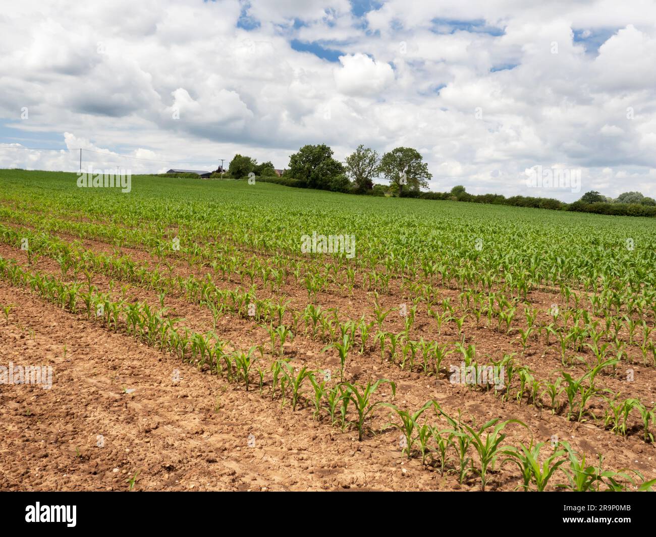 A field of Maize growing in Quorn, Leicestershire, UK Stock Photo - Alamy