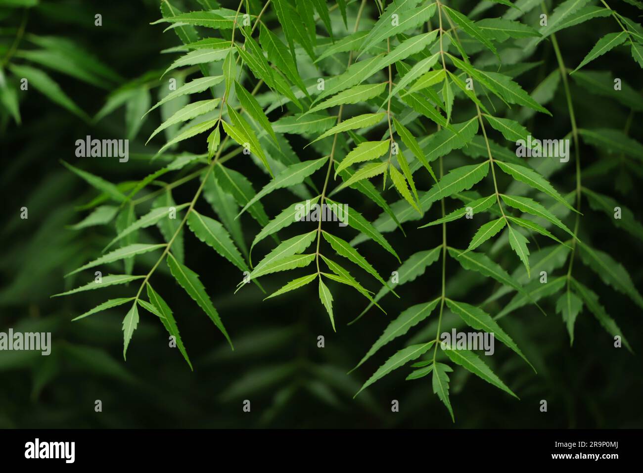 Neem tree azadirachta indica new hi-res stock photography and images ...
