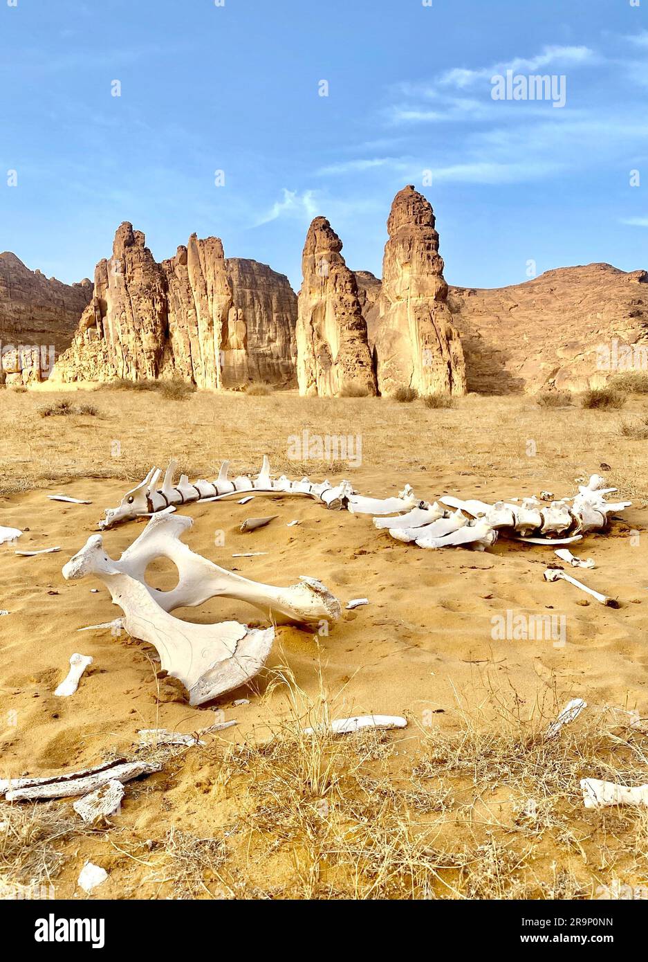 A vertical of an animal skeleton in a desert Stock Photo - Alamy