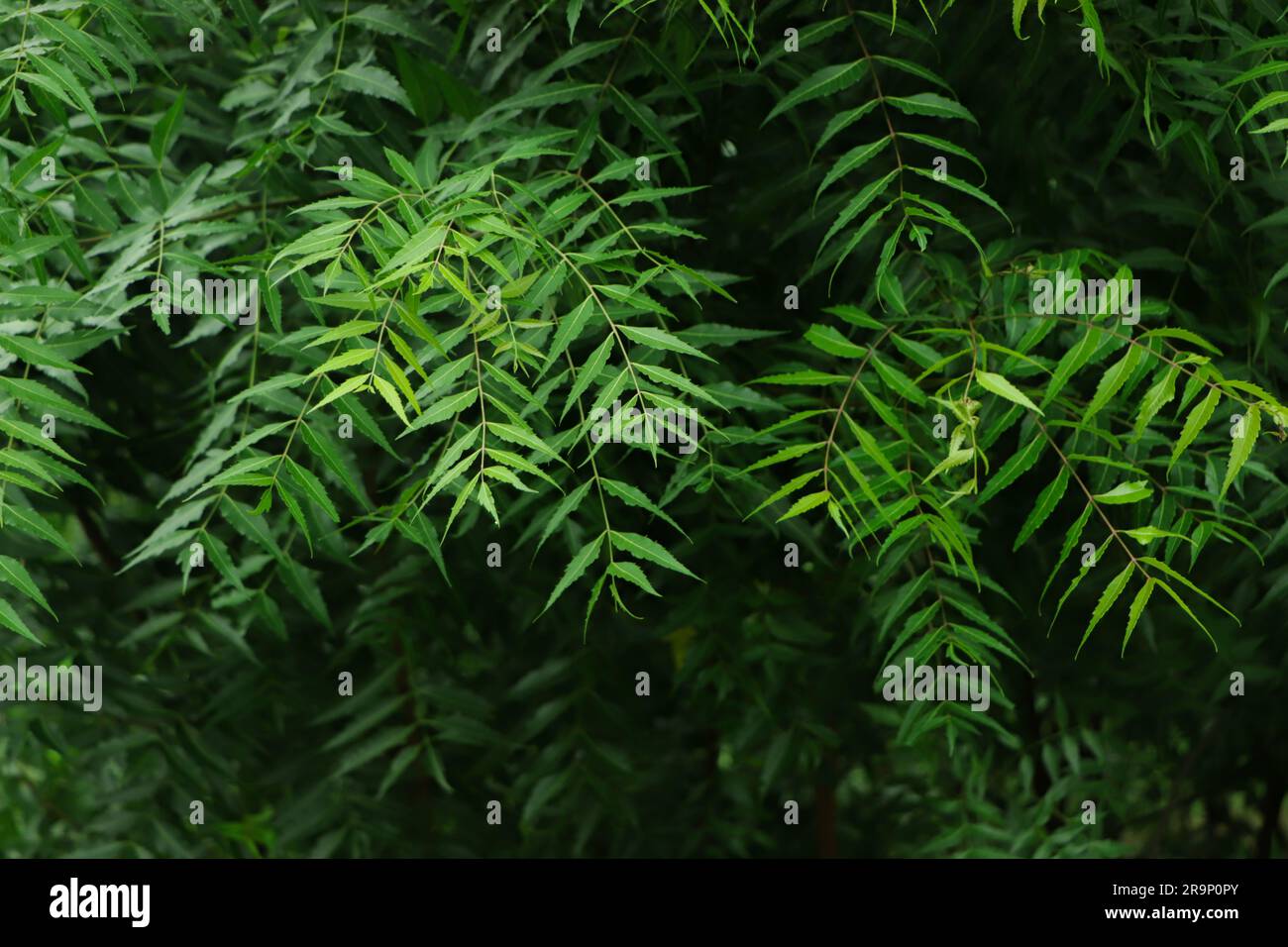 Azadirachta indica - A branch of neem tree leaves. Natural Medicine ...