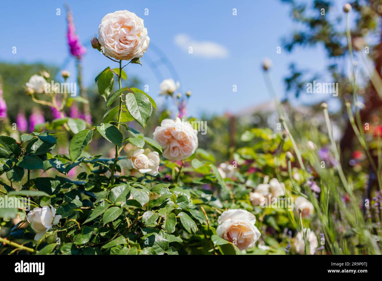 White Sebastian Kneipp rose blooming in summer garden by foxgloves ...