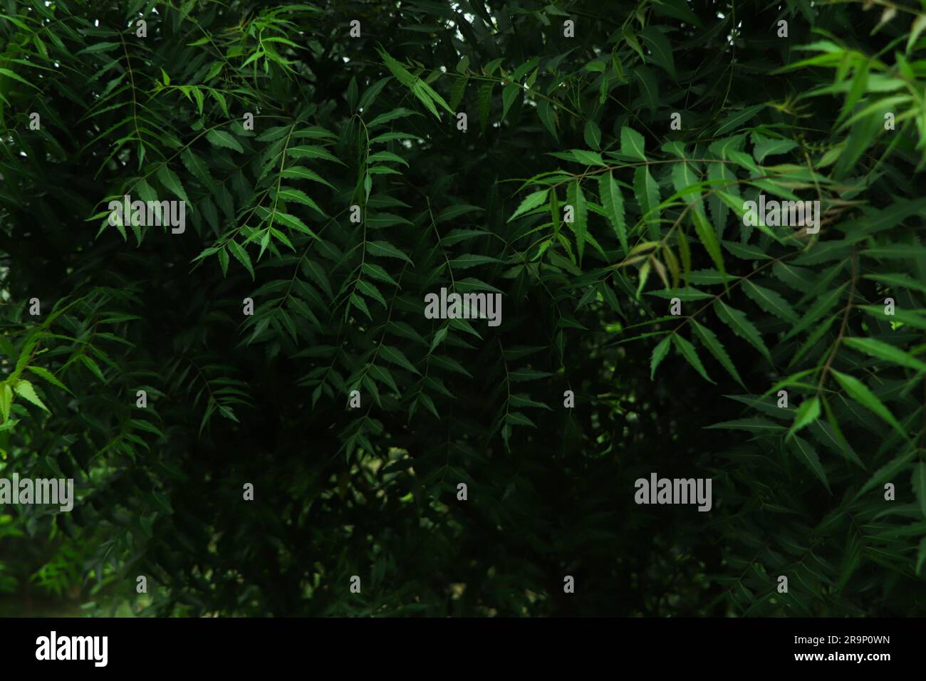 Azadirachta indica - A branch of neem tree leaves. Natural Medicine ...