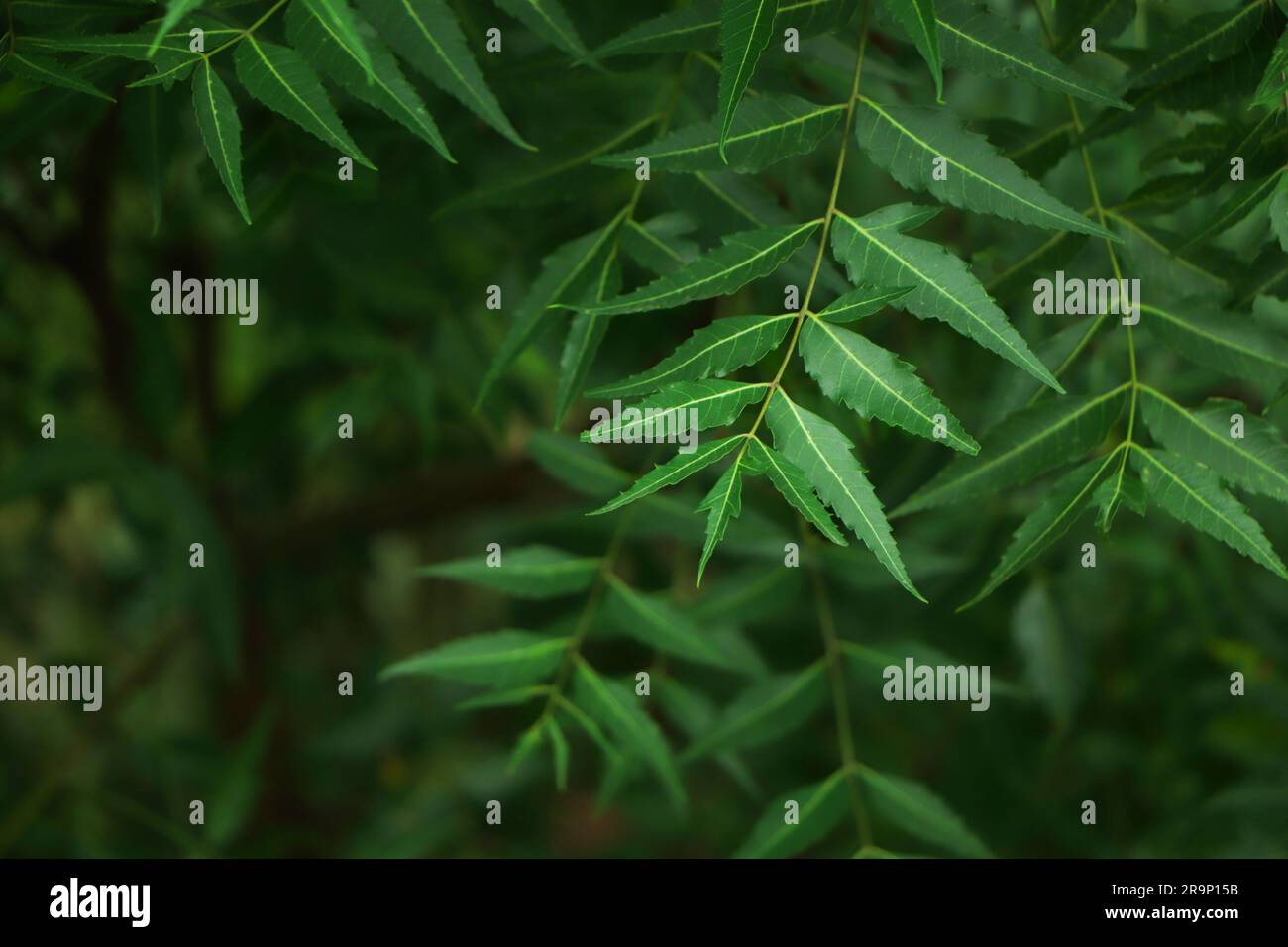 New top leaf of neem plant Stock Photo - Alamy