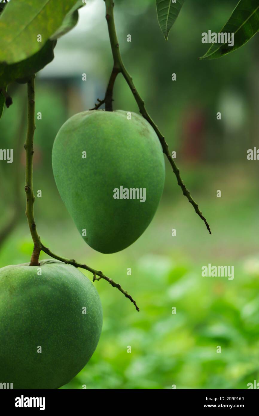 Bunch of green ripe mango on tree in garden. Selective focus Stock ...