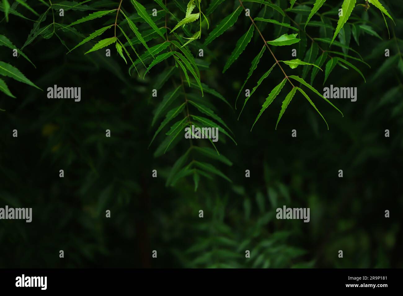 Neem leaves used as ayurvedic medicine with ground paste over white ...