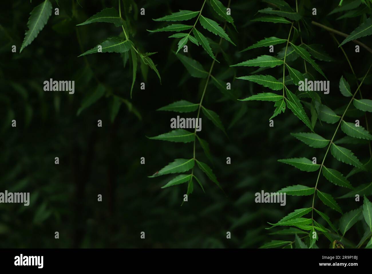 NEEM A leaf of a Neem tree at Bangladesh Stock Photo - Alamy