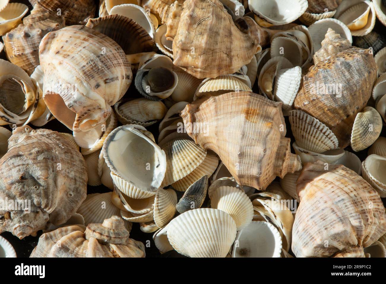 Sea shells on the beach. Summer background. Rapan shell top view. Beige ...