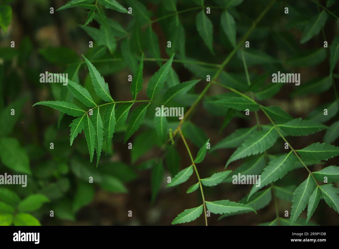 Medicinal ayurvedic azadirachta indica or Neem leaves and flowers. Very ...