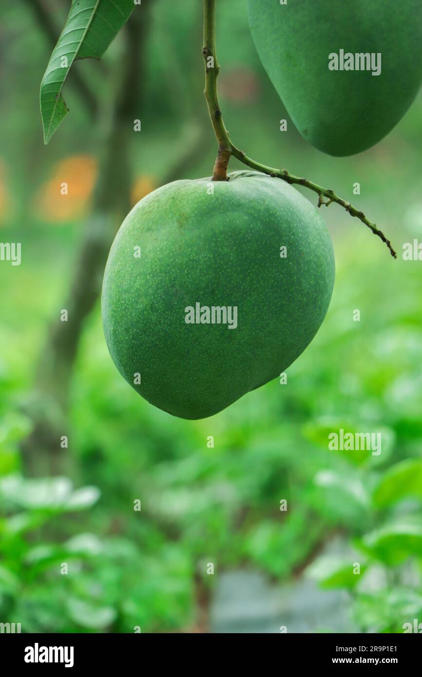 Green fresh mango hanging on tree at fruit garden Stock Photo - Alamy