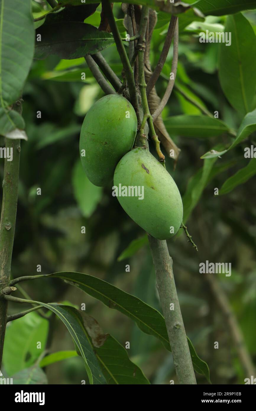 Closeup of Mangoes hanging,mango field,mango farm with sun light effect ...