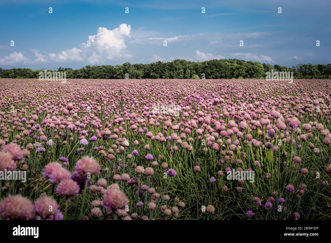 An agricultural field of blooming pink garlic in the countryside in ...