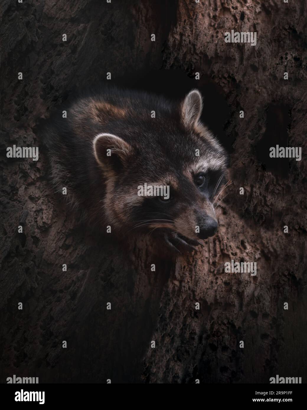 An adorable raccoon peers out from a hole in a tree trunk, showcasing ...